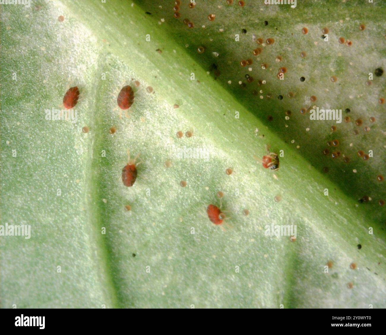 Twospotted Spider Mite (Tetranychus urticae) Arachnida Stock Photo - Alamy