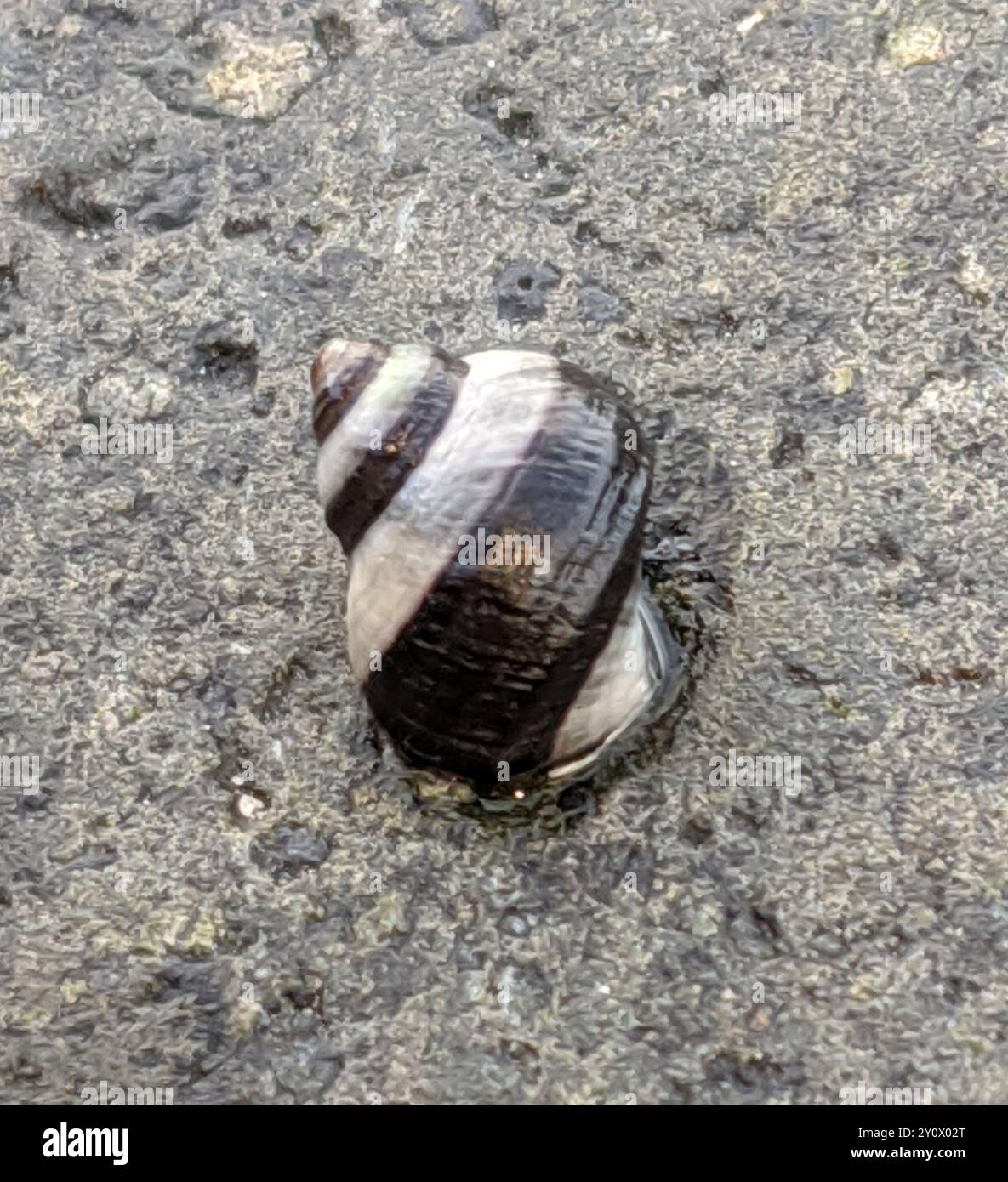 Sitka Periwinkle (Littorina sitkana) Mollusca Stock Photo - Alamy