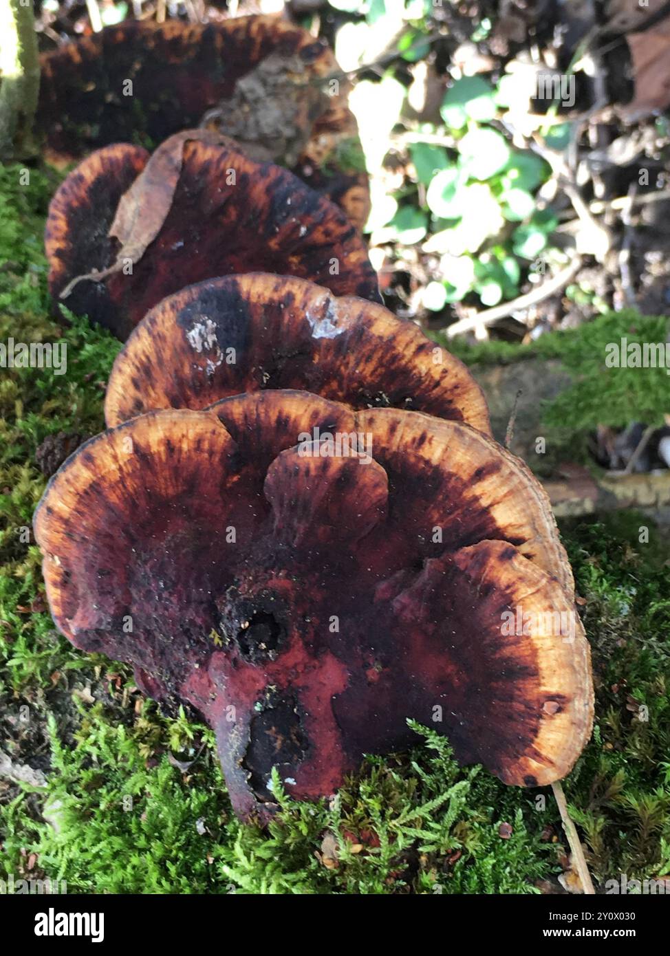 Resinous Polypore (Ischnoderma resinosum) Fungi Stock Photo - Alamy