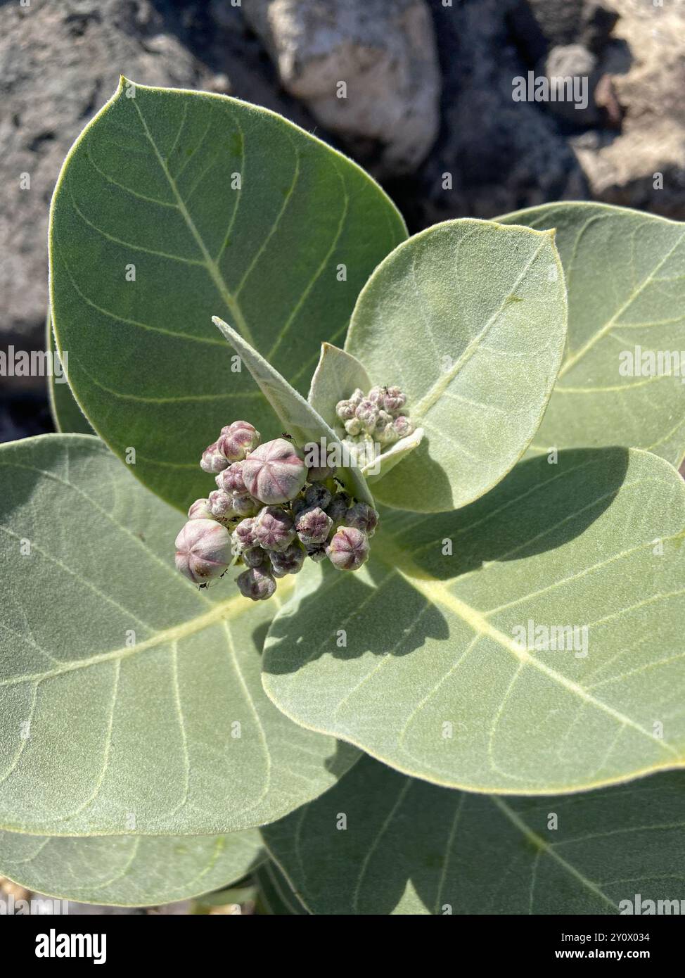 giant milkweed (Calotropis procera) Plantae Stock Photo - Alamy
