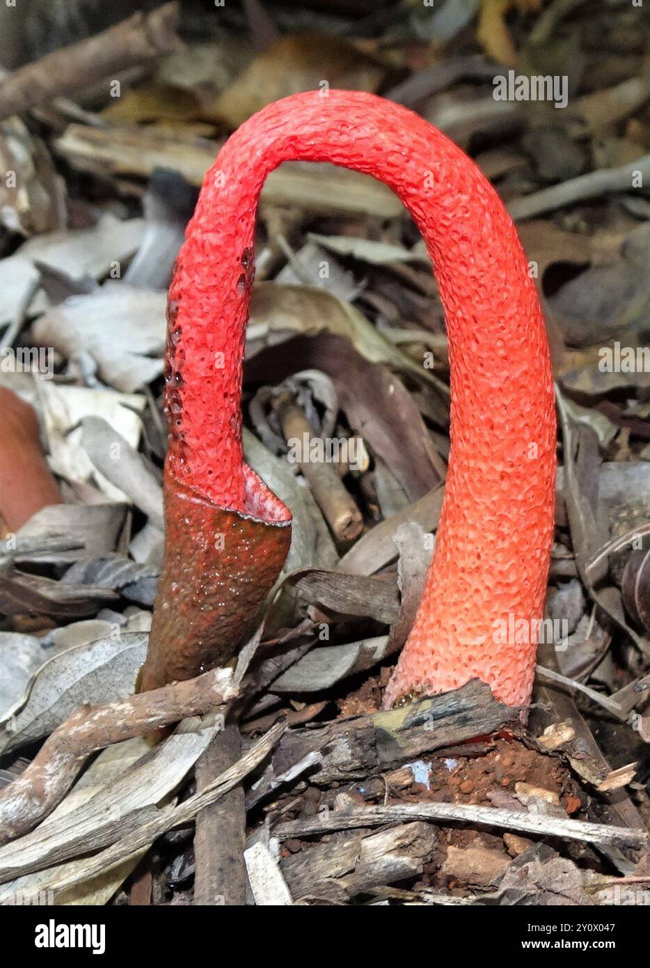 Devil's Stinkhorn (Phallus rubicundus) Fungi Stock Photo - Alamy
