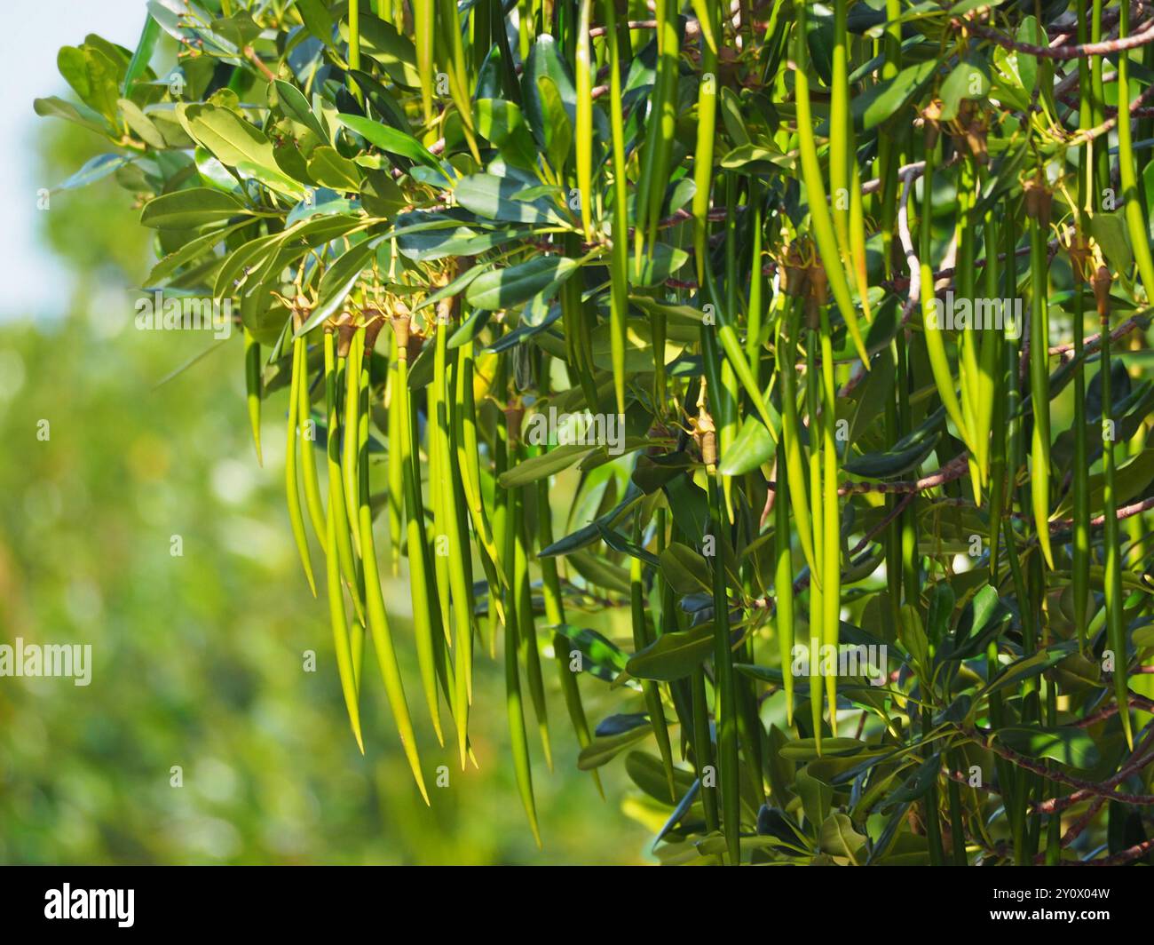 (Kandelia obovata) Plantae Stock Photo - Alamy