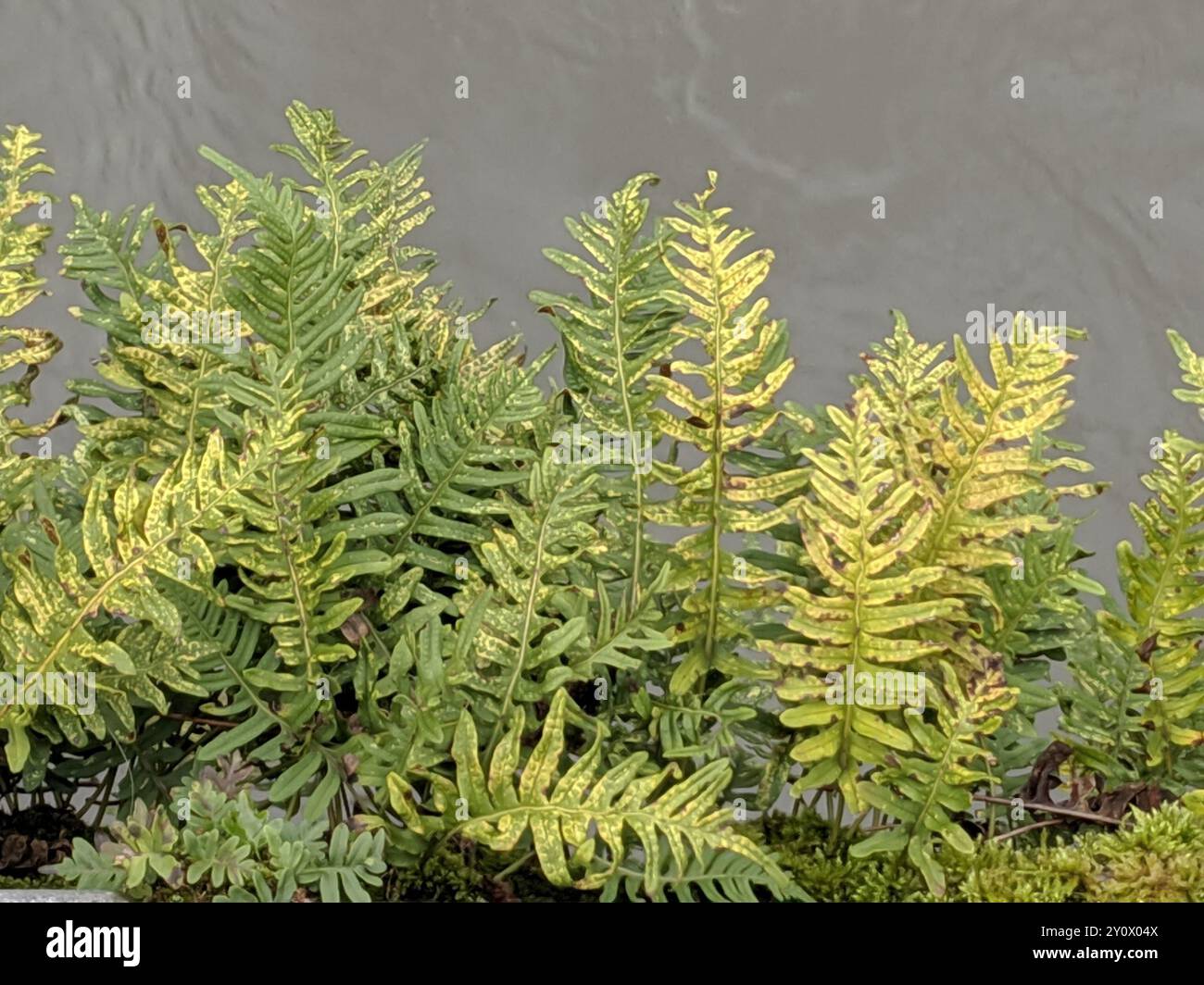 polypody ferns (Polypodium) Plantae Stock Photo - Alamy