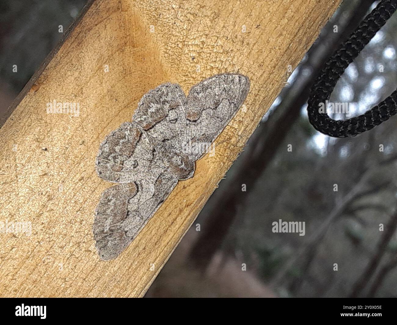Brown-shaded Gray (Iridopsis defectaria) Insecta Stock Photo - Alamy