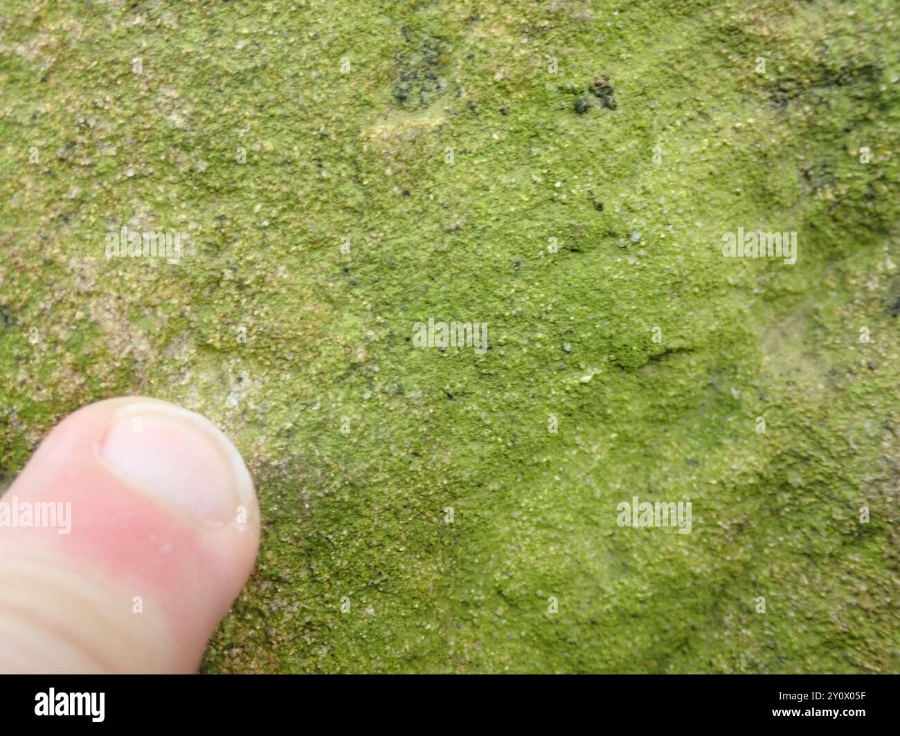green algae (Chlorophyta) Plantae Stock Photo - Alamy