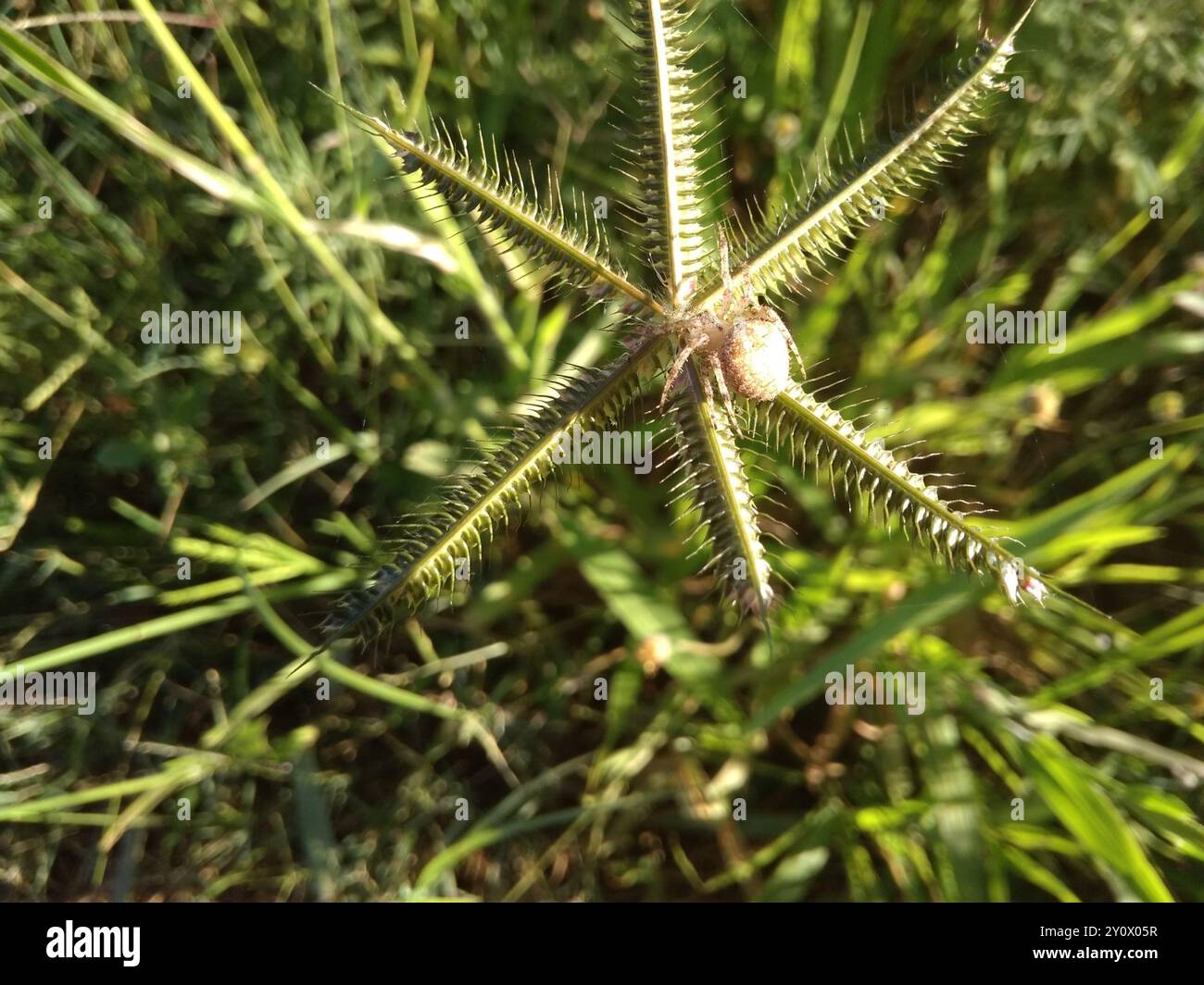 Spiky Field Spider (Pararaneus cyrtoscapus) Arachnida Stock Photo - Alamy