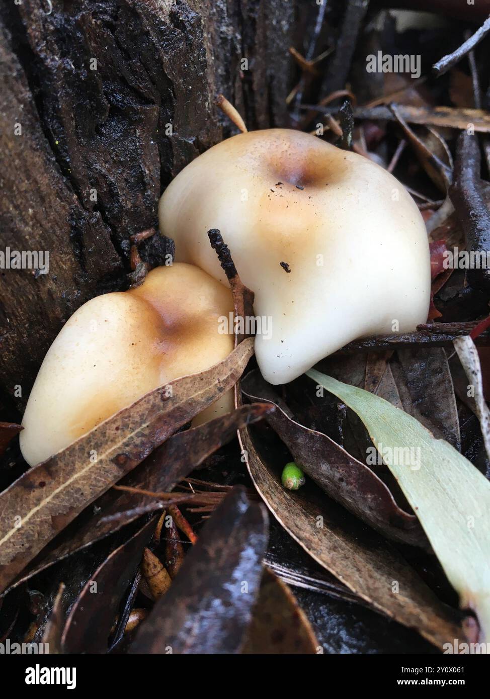 ghost fungus (Omphalotus nidiformis) Fungi Stock Photo - Alamy