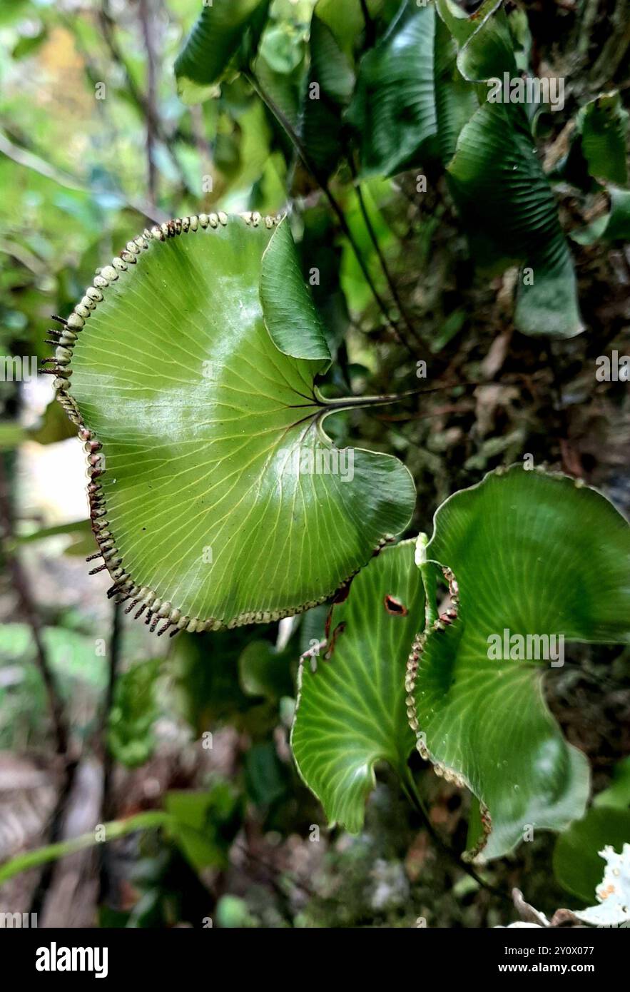 kidney fern (Hymenophyllum nephrophyllum) Plantae Stock Photo - Alamy