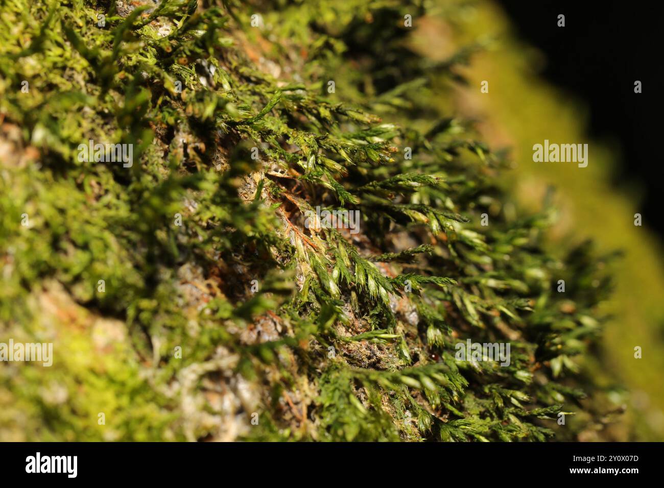 Lateral Cryphaea (Cryphaea heteromalla) Plantae Stock Photo - Alamy