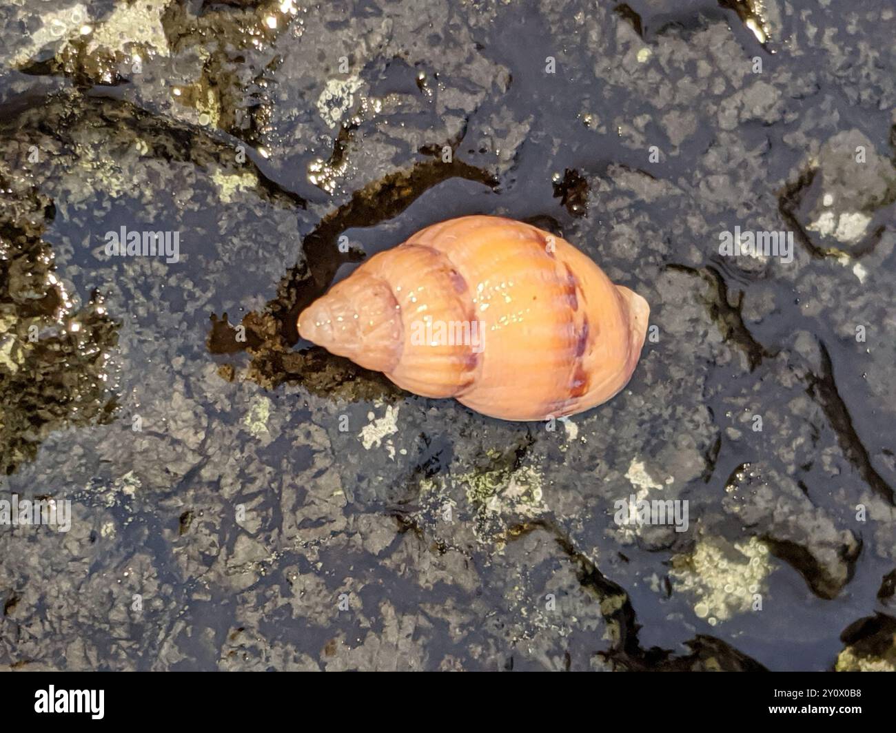 Wrinkled Amphissa (Amphissa columbiana) Mollusca Stock Photo - Alamy