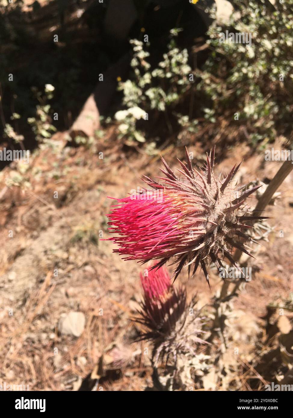 red thistle (Cirsium ehrenbergii) Plantae Stock Photo - Alamy
