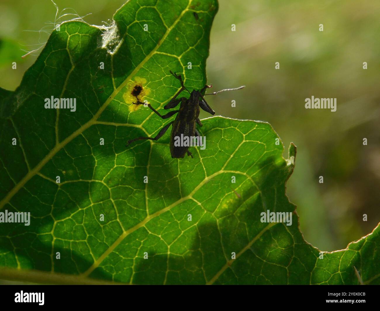 South American Fruit Tree Weevil (Naupactus xanthographus) Insecta ...