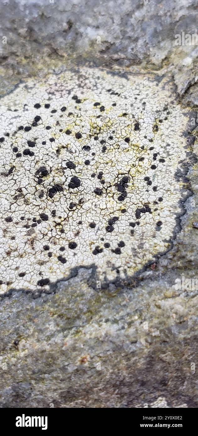 concentric boulder lichen (Porpidia crustulata) Fungi Stock Photo - Alamy