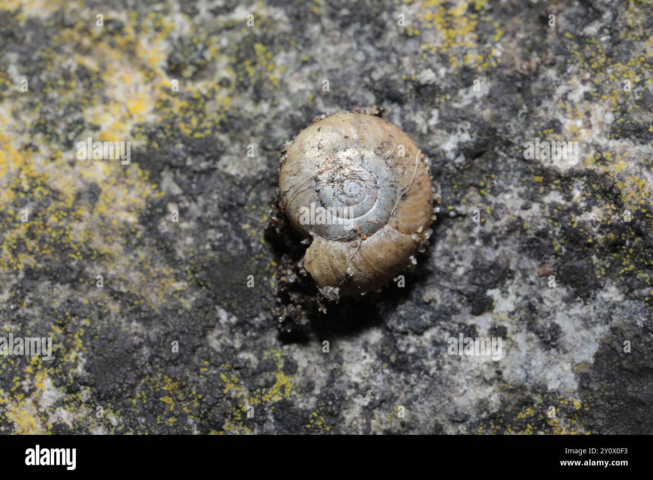 Typical Glass Snails (Oxychilus) Mollusca Stock Photo - Alamy