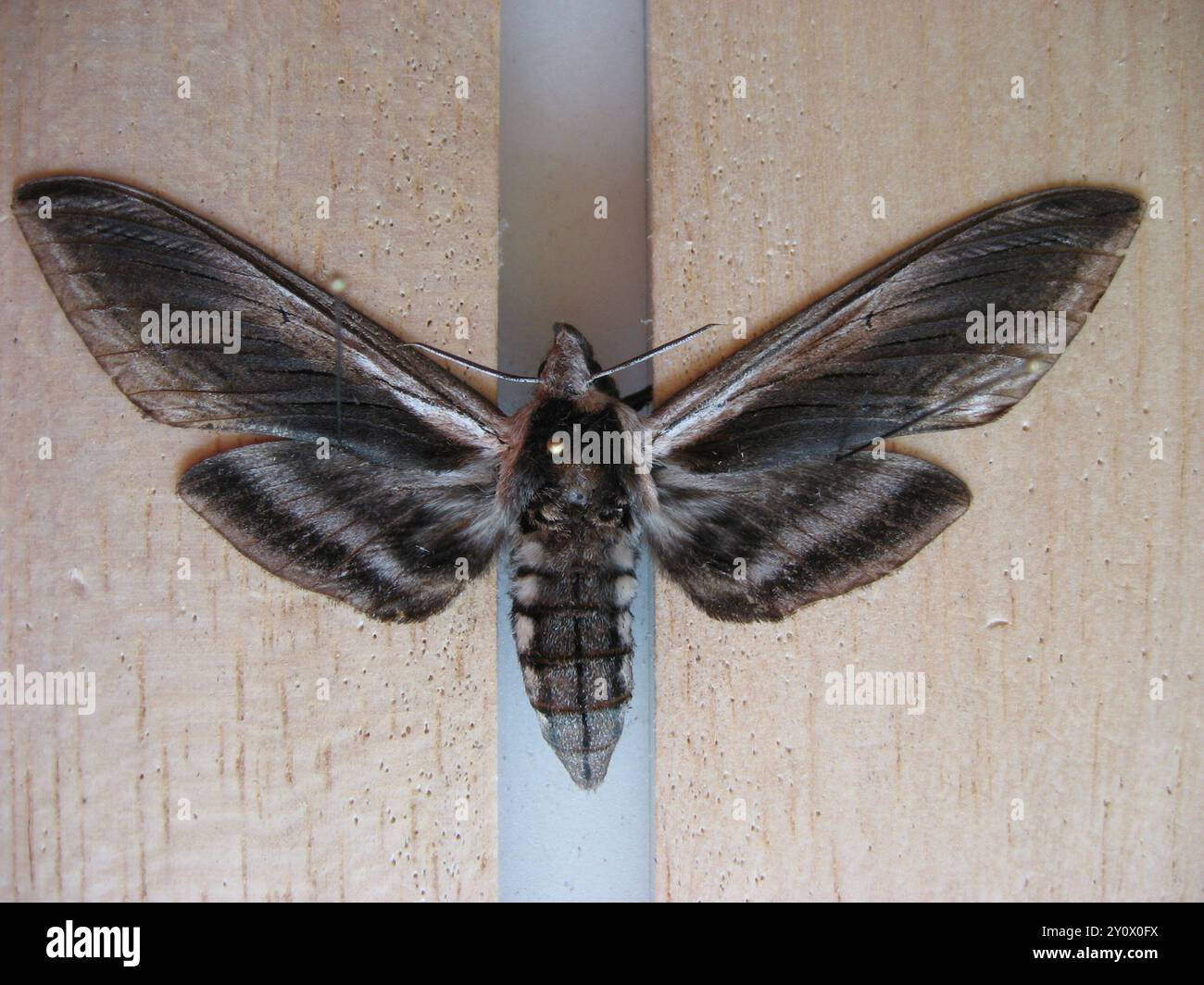 Wild Cherry Sphinx (Sphinx drupiferarum) Insecta Stock Photo - Alamy