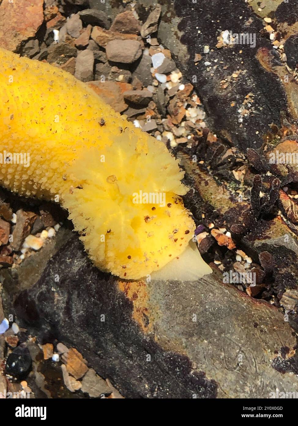 Monterey Dorid (Doris montereyensis) Mollusca Stock Photo - Alamy