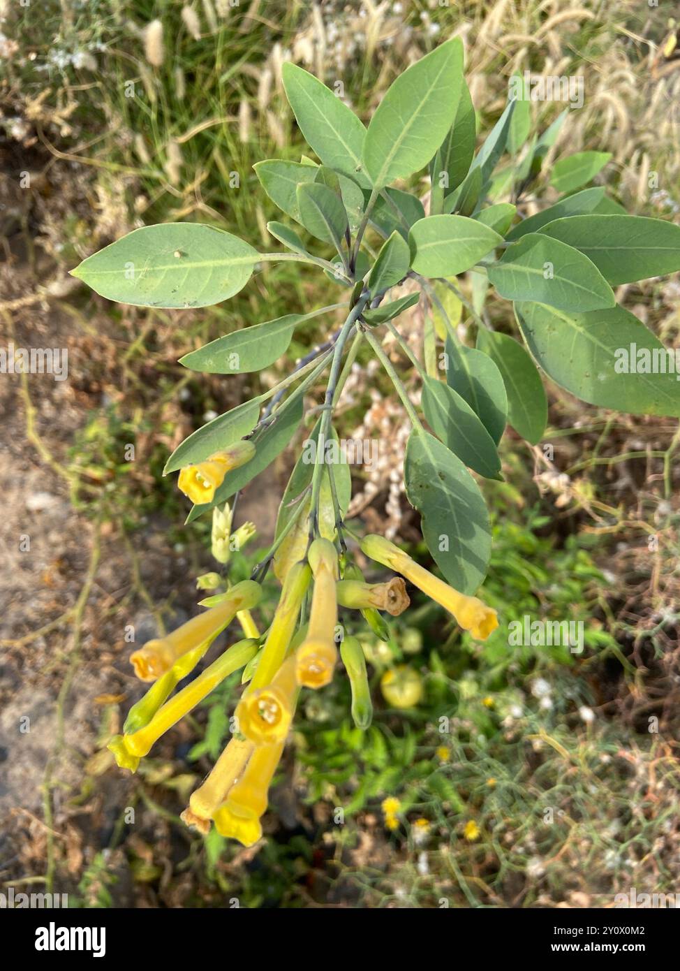 tree tobacco (Nicotiana glauca) Plantae Stock Photo - Alamy