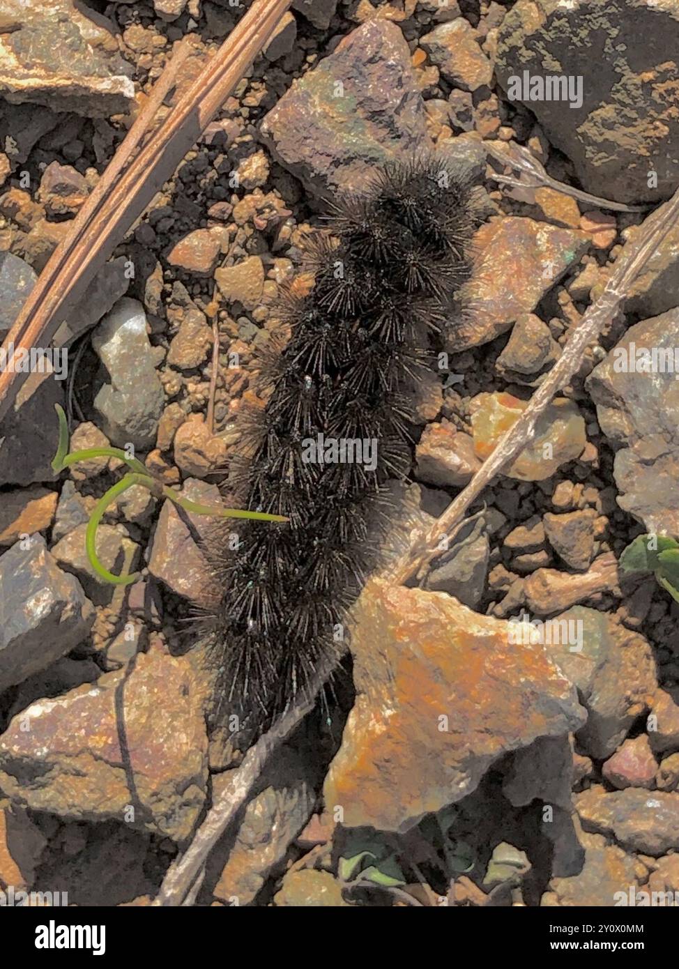 Tiger Moths (Arctiini) Insecta Stock Photo - Alamy