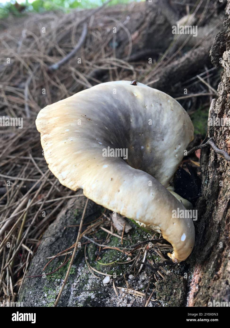ghost fungus (Omphalotus nidiformis) Fungi Stock Photo - Alamy