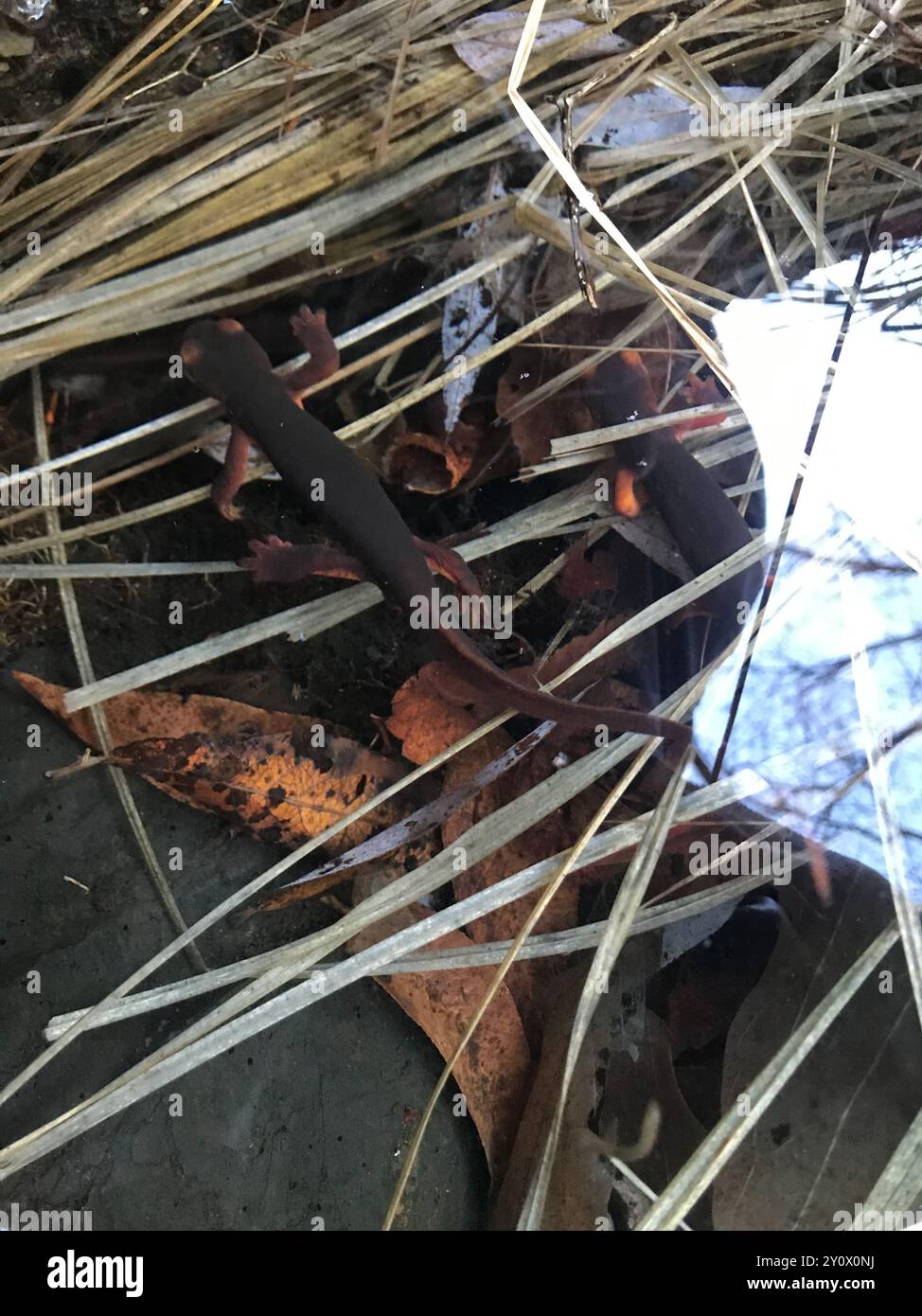 Sierra Newt (Taricha sierrae) Amphibia Stock Photo - Alamy