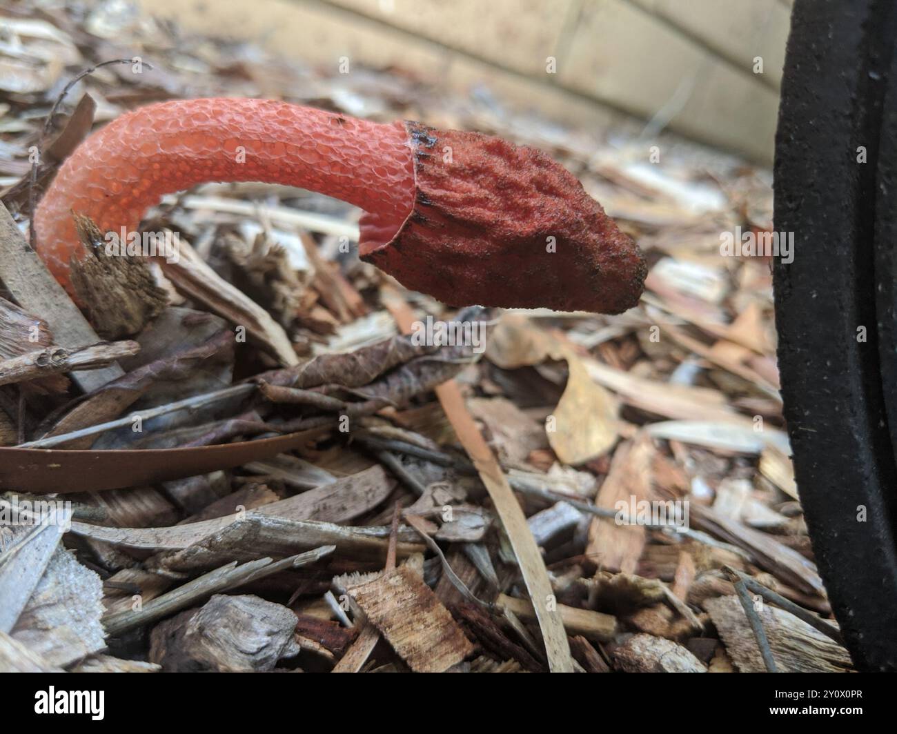 Devil's Stinkhorn (Phallus rubicundus) Fungi Stock Photo - Alamy