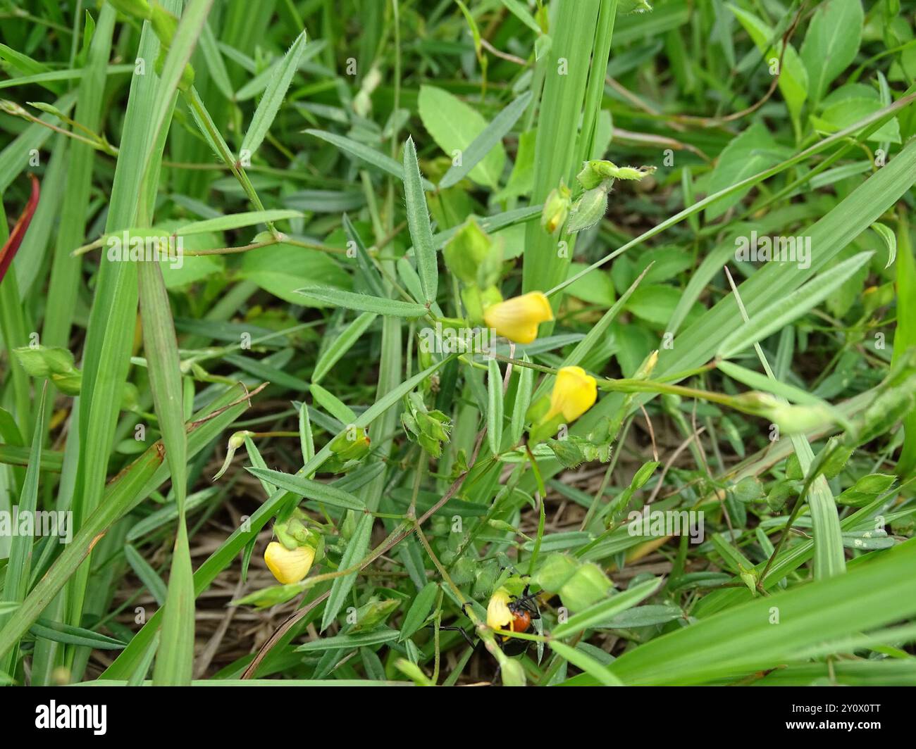 (Zornia gibbosa) Plantae Stock Photo - Alamy