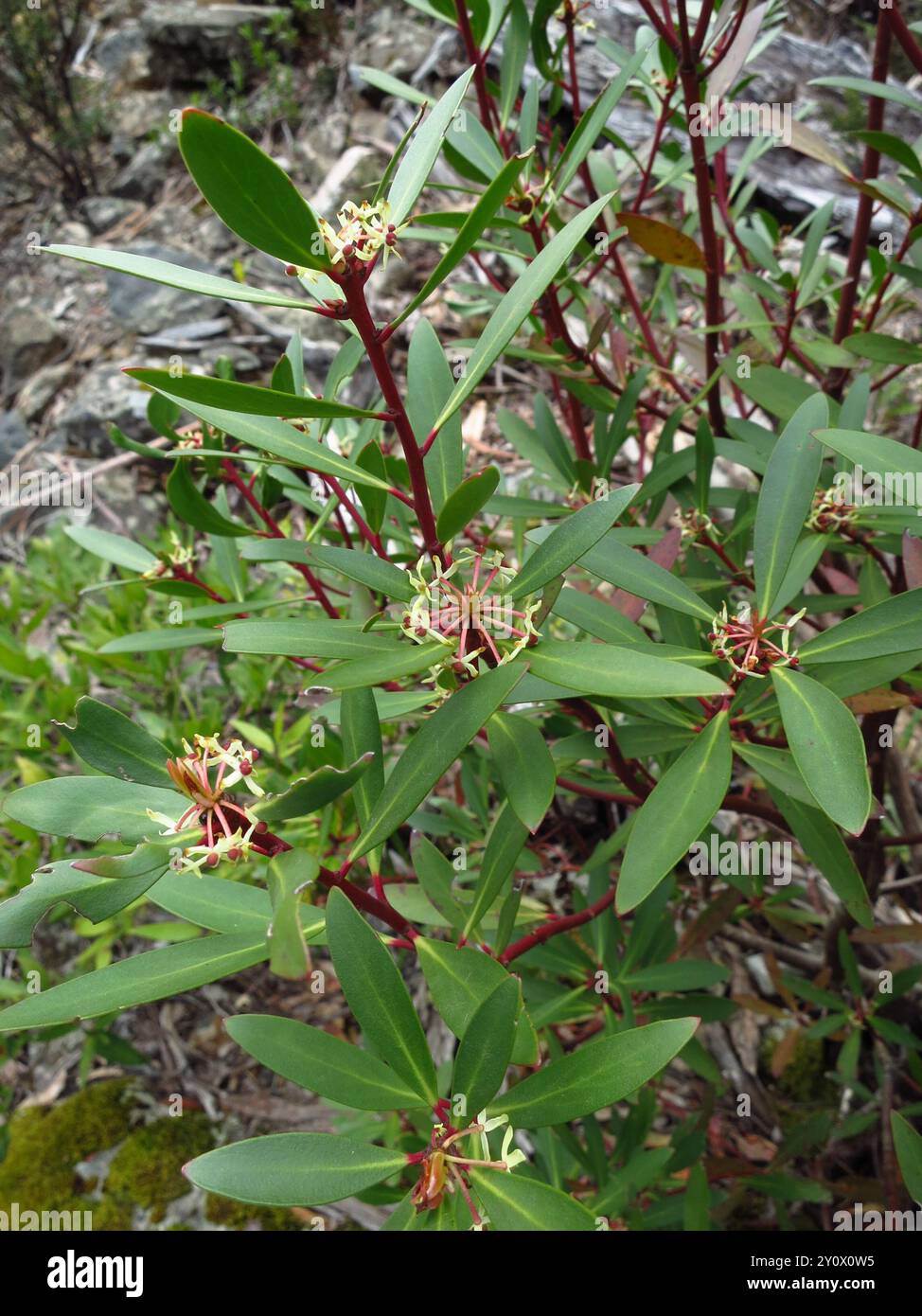 Mountain Pepper (Tasmannia lanceolata) Plantae Stock Photo - Alamy