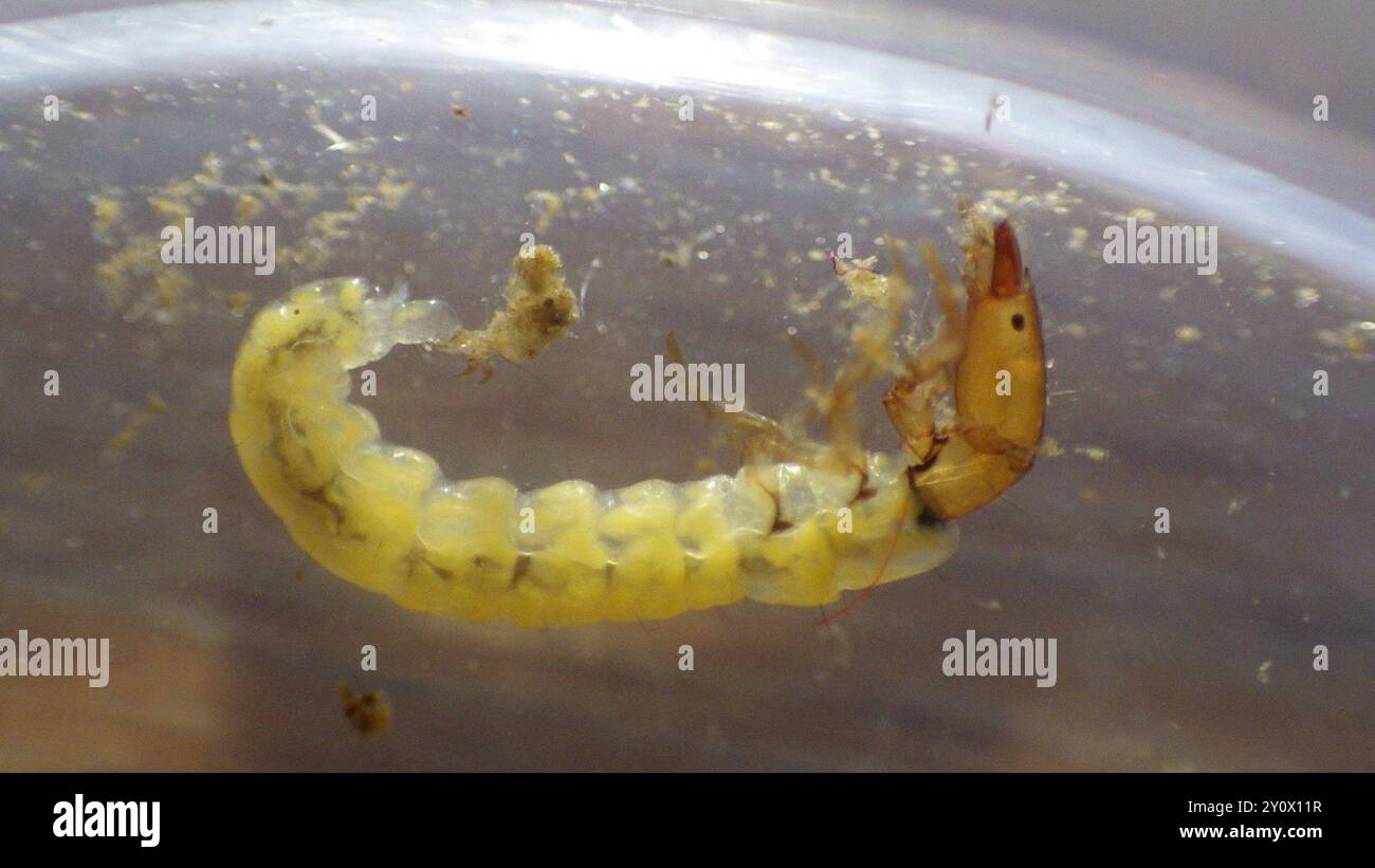 Little Black Caddisflies (Chimarra) Insecta Stock Photo - Alamy