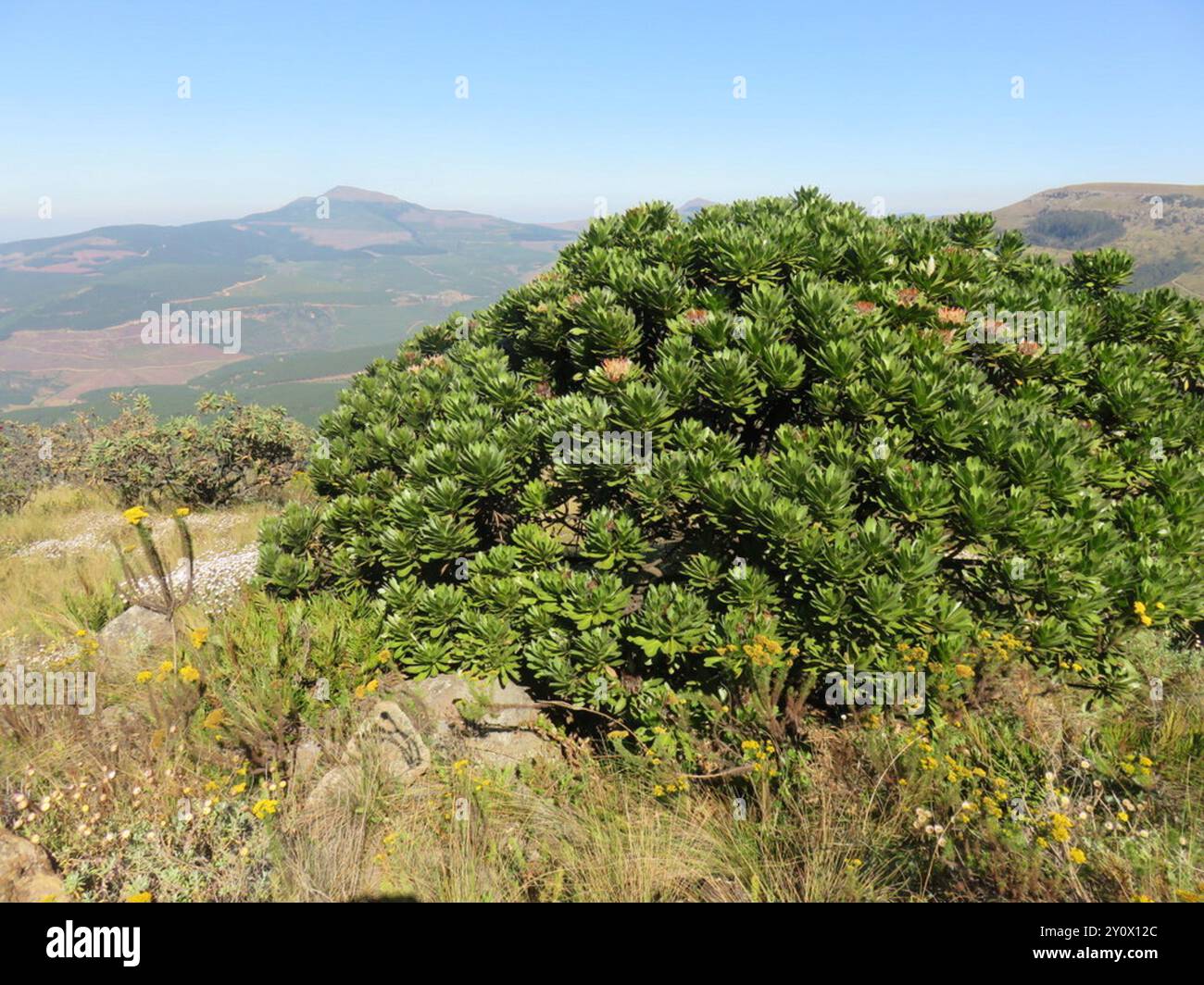 Tall Silver Sugarbush (Protea roupelliae roupelliae) Plantae Stock ...