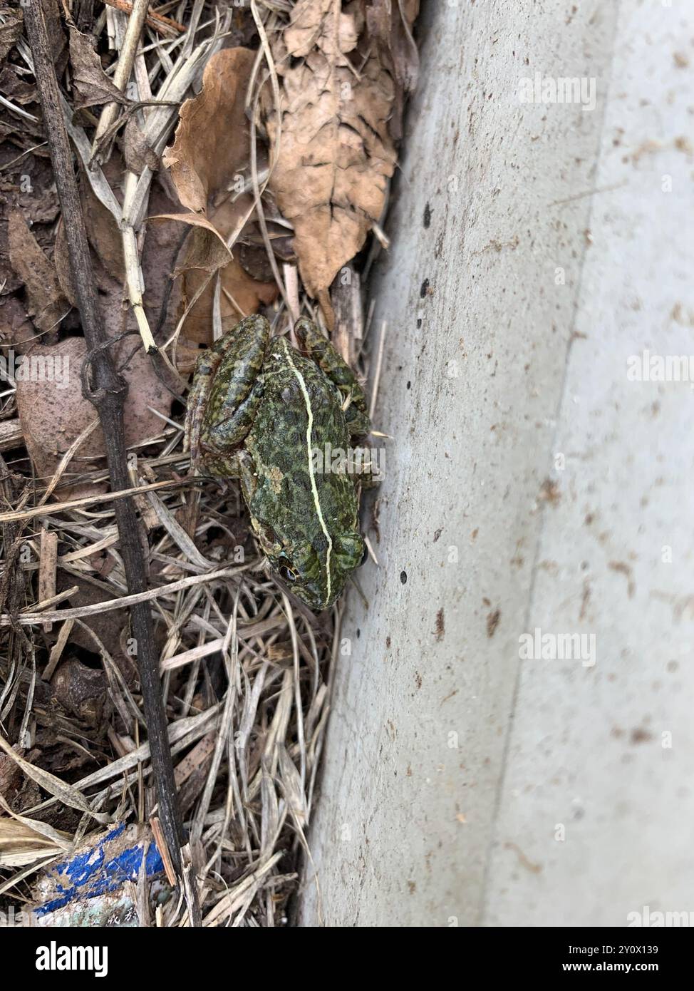 Paddy Field Frog (Fejervarya limnocharis) Amphibia Stock Photo - Alamy