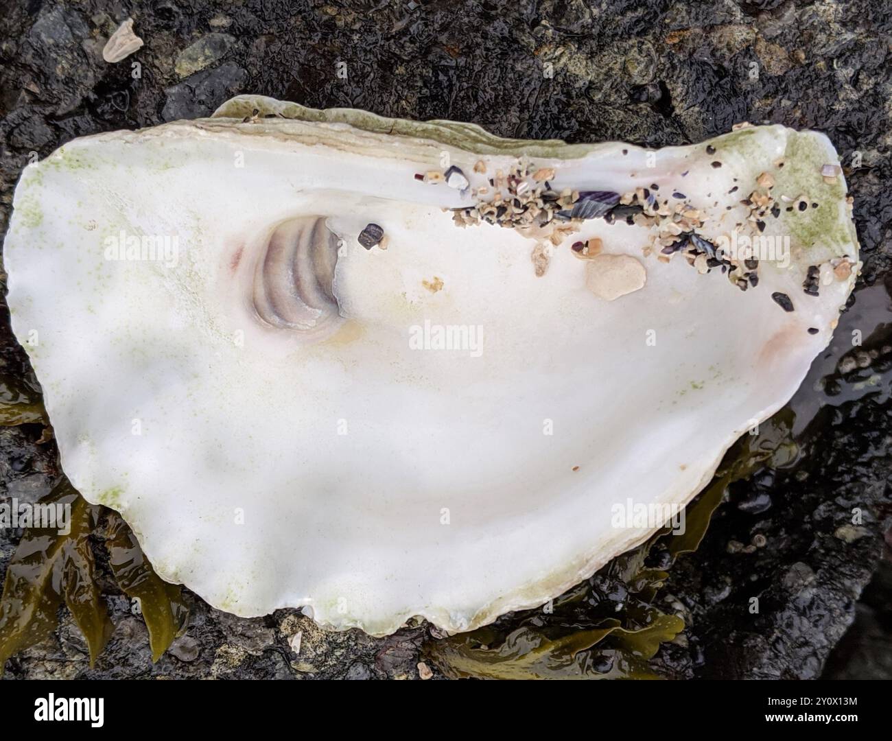 Pacific Oyster (Magallana gigas) Mollusca Stock Photo - Alamy