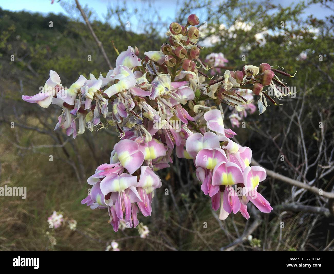 Fence Post Tree (Gliricidia sepium) Plantae Stock Photo - Alamy
