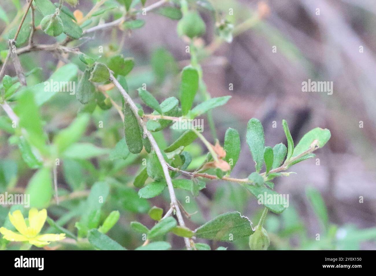 Rough Guinea Flower (Hibbertia aspera) Plantae Stock Photo - Alamy