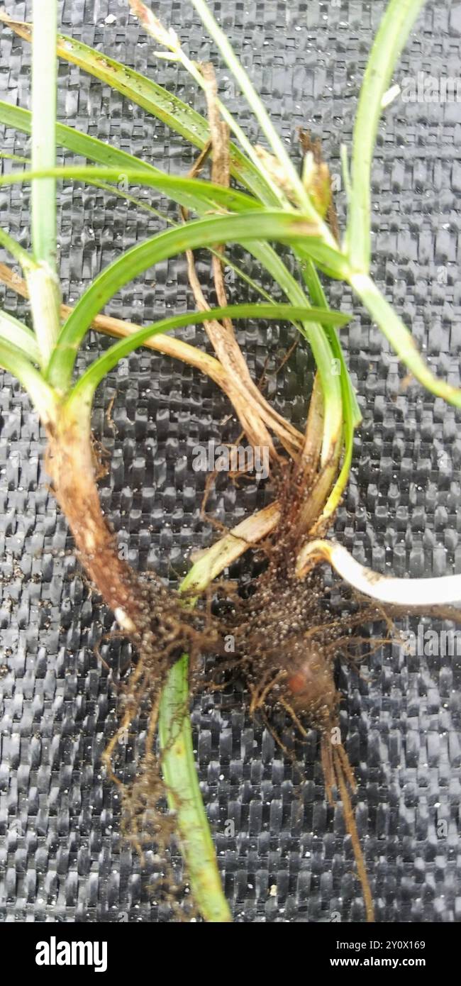 Purple nutsedge (Cyperus rotundus) Plantae Stock Photo - Alamy