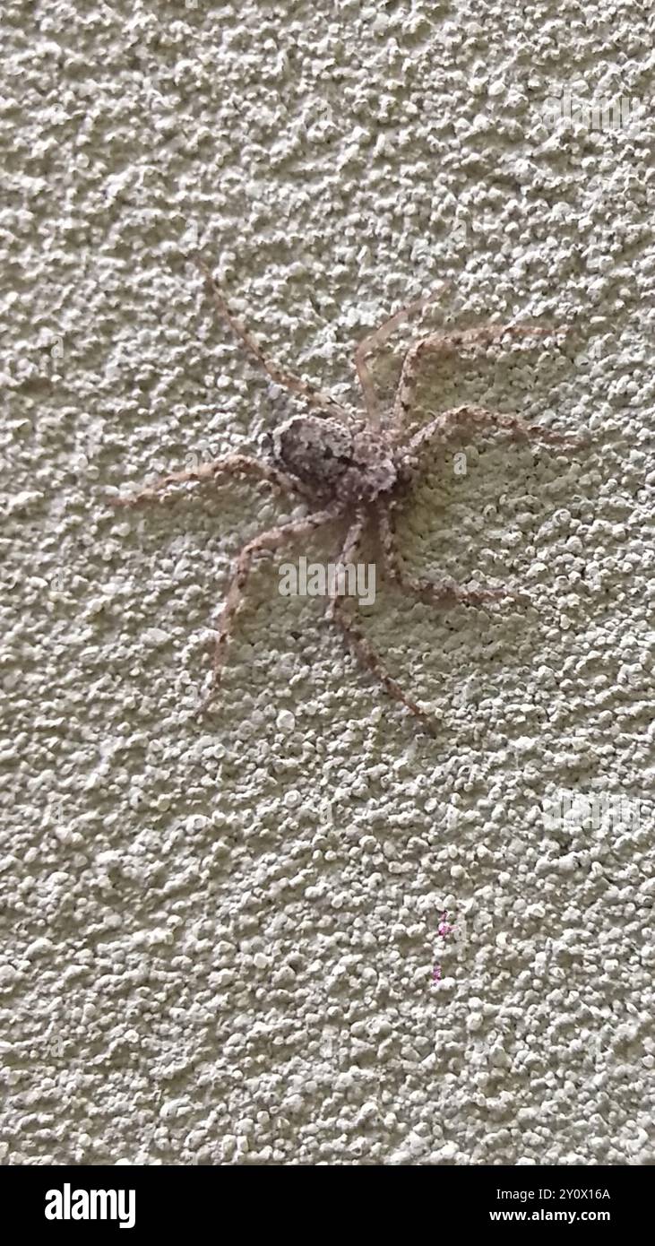 Crescent-eyed Spiders (Selenops) Arachnida Stock Photo - Alamy