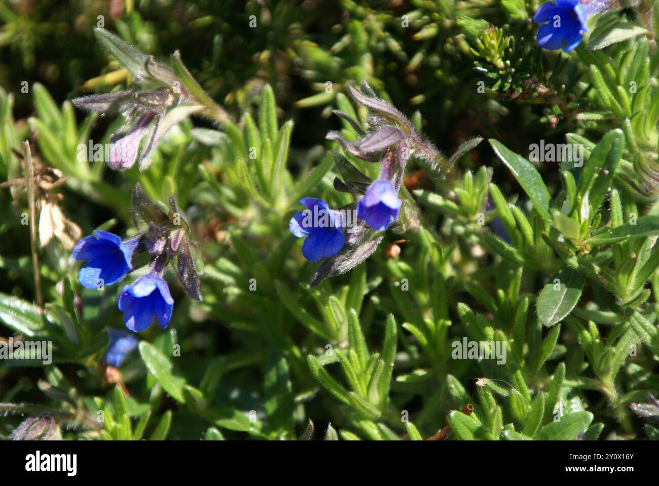 creeping gromwell (Glandora prostrata) Plantae Stock Photo - Alamy