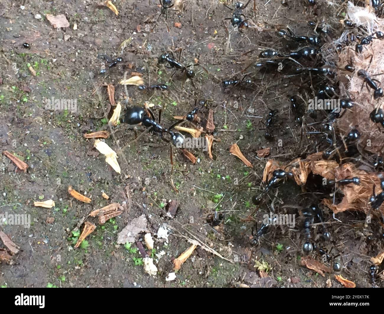 (Labidus praedator) Insecta Stock Photo - Alamy