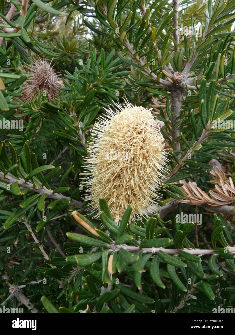 Silver Banksia (Banksia marginata) Plantae Stock Photo - Alamy