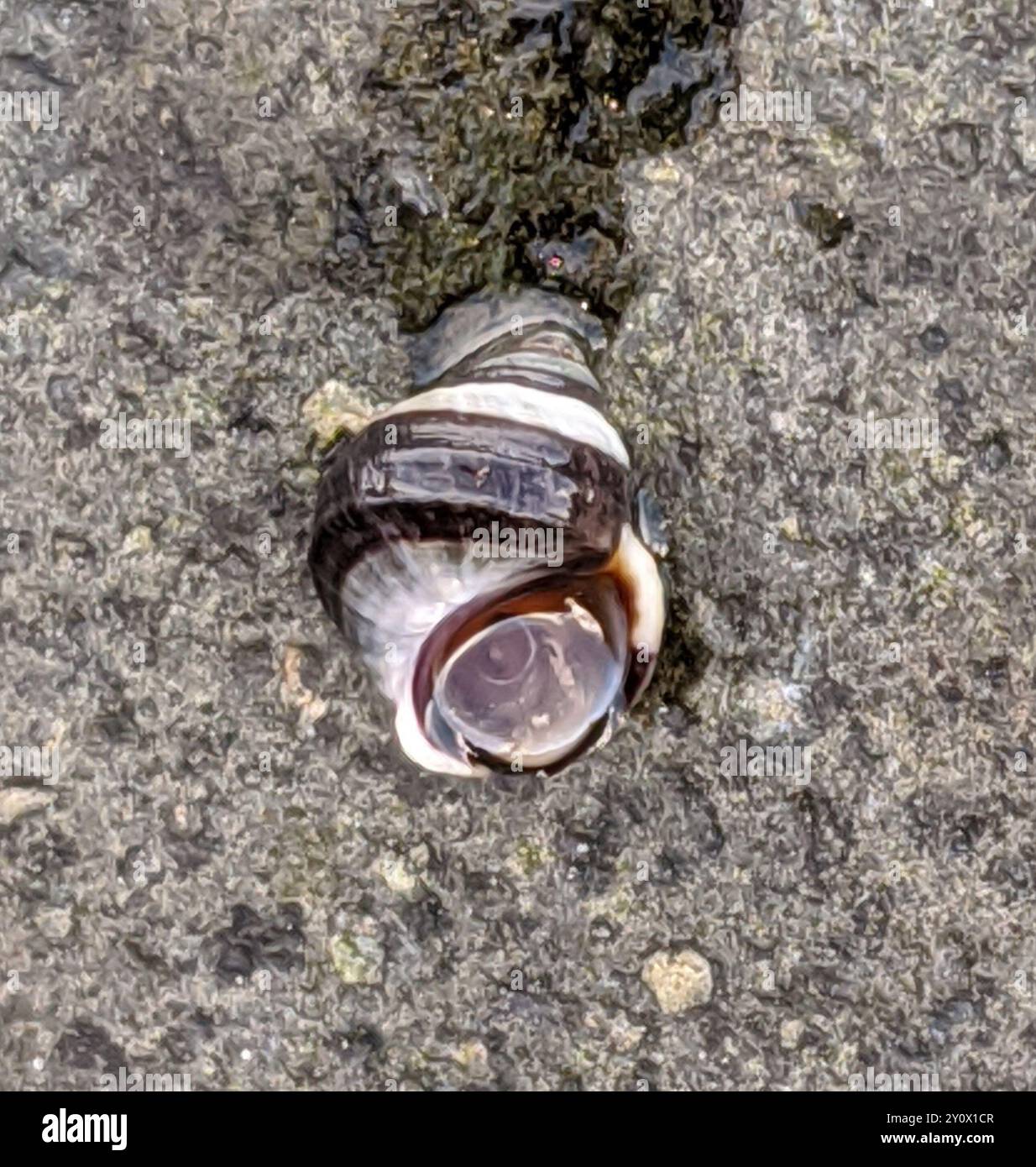 Sitka Periwinkle (Littorina sitkana) Mollusca Stock Photo - Alamy
