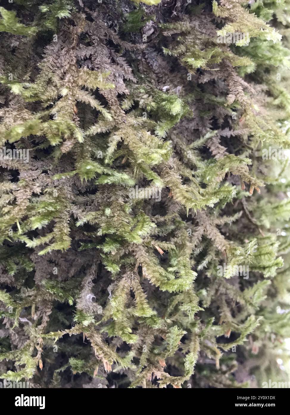 shingle moss (Neckera pennata) Plantae Stock Photo - Alamy