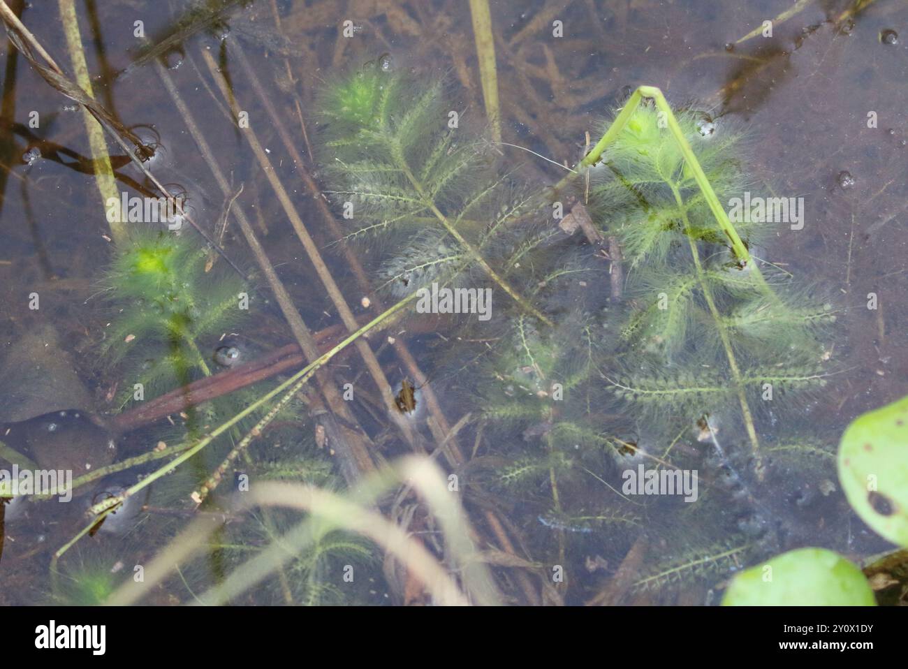 Golden Bladderwort (Utricularia aurea) Plantae Stock Photo - Alamy