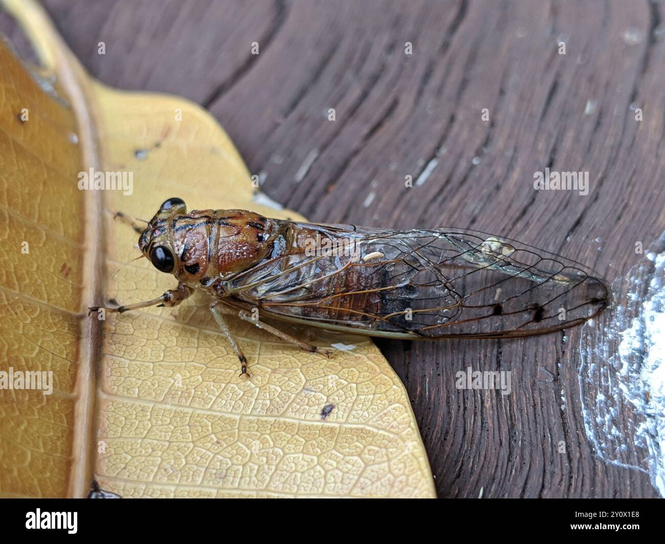 Brown Bunyip (Tamasa tristigma) Insecta Stock Photo - Alamy