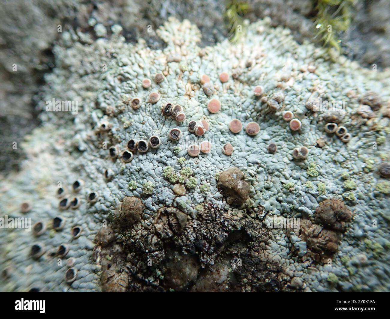 wart lichens, script lichens, and allies (Ostropomycetidae) Fungi Stock ...