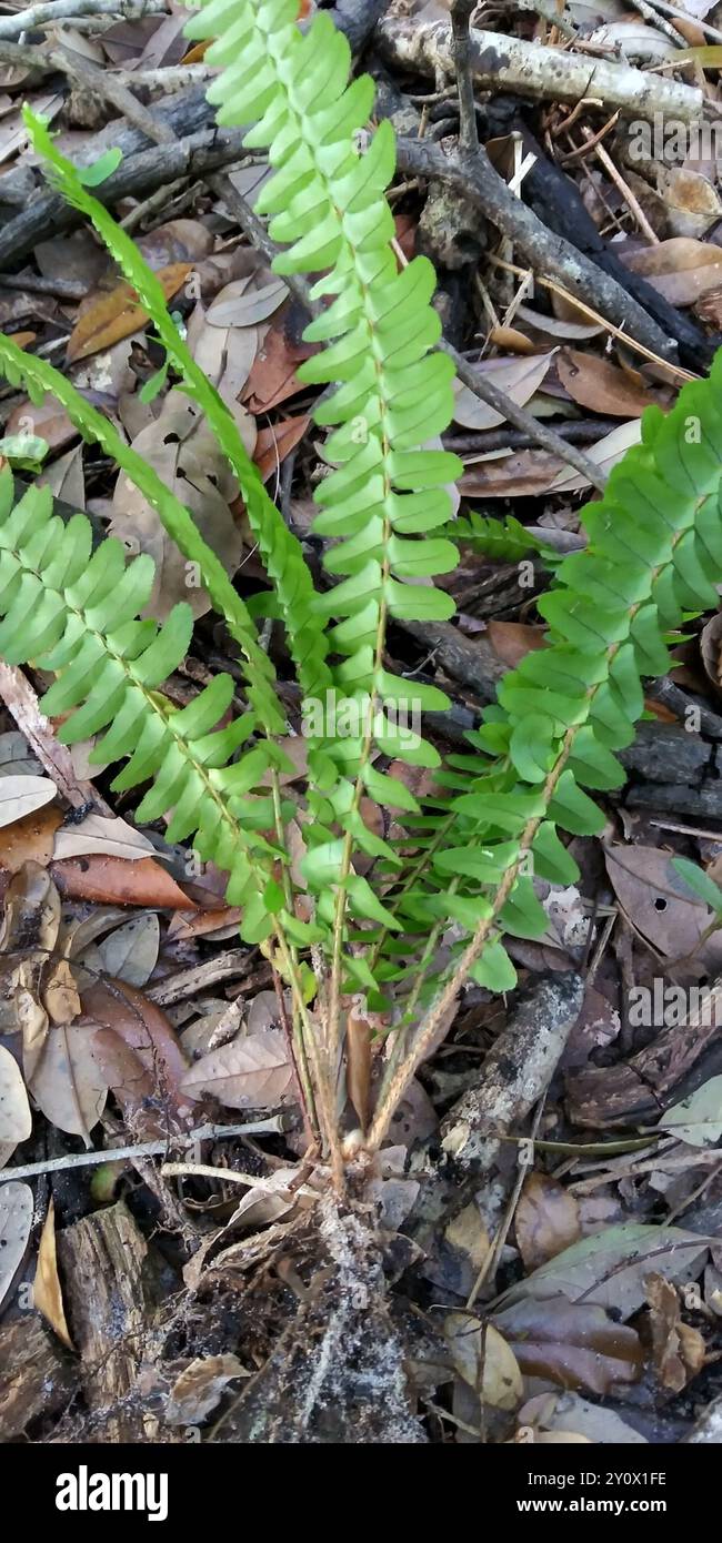 Fishbone Fern (Nephrolepis cordifolia) Plantae Stock Photo - Alamy