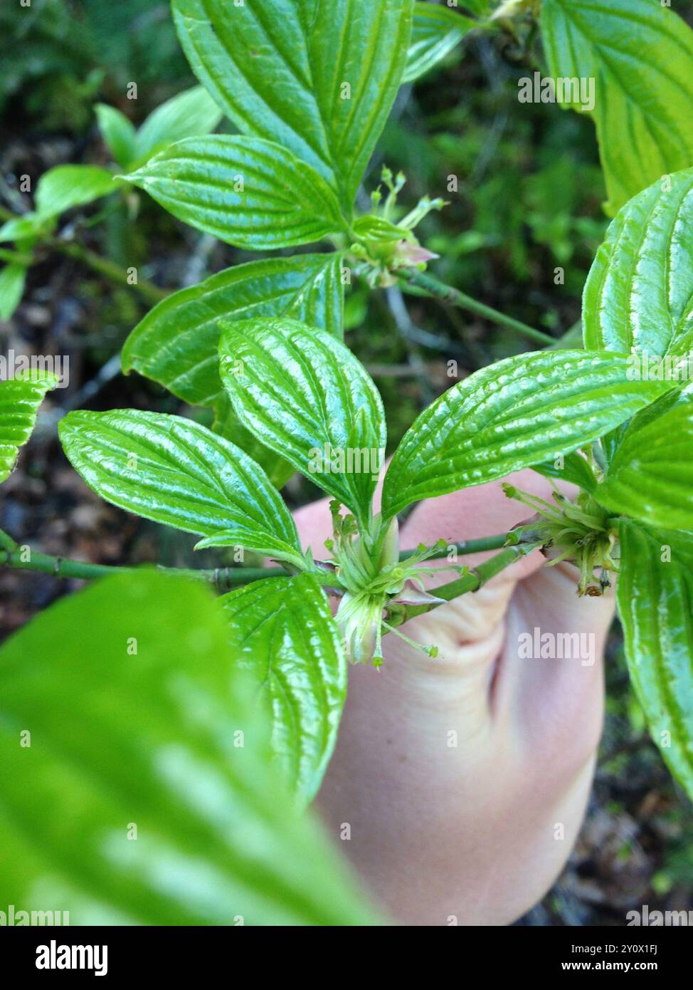 Blackfruit hi-res stock photography and images - Alamy