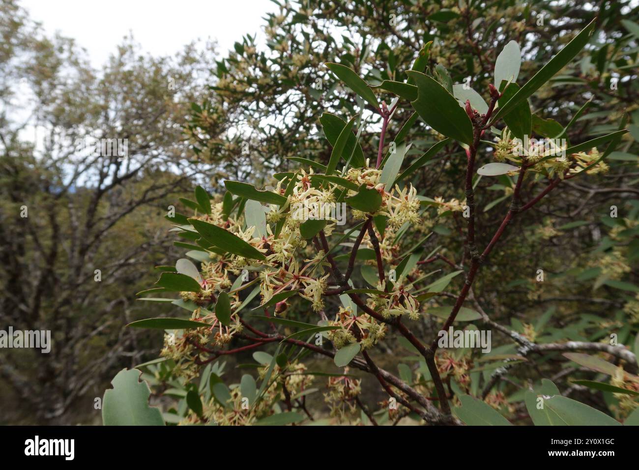 Mountain Pepper (Tasmannia lanceolata) Plantae Stock Photo - Alamy