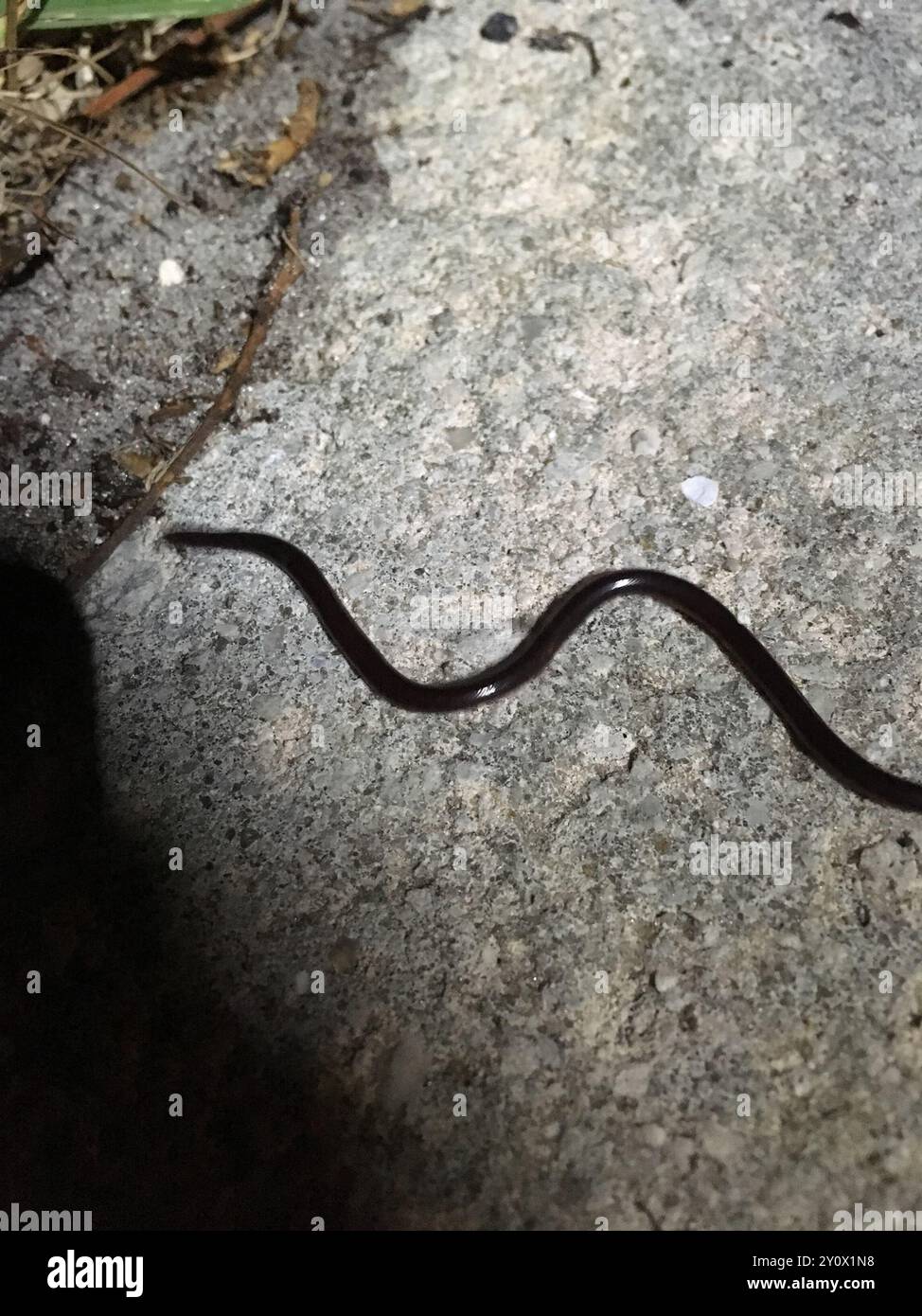 Brahminy Blindsnake (Indotyphlops braminus) Reptilia Stock Photo - Alamy