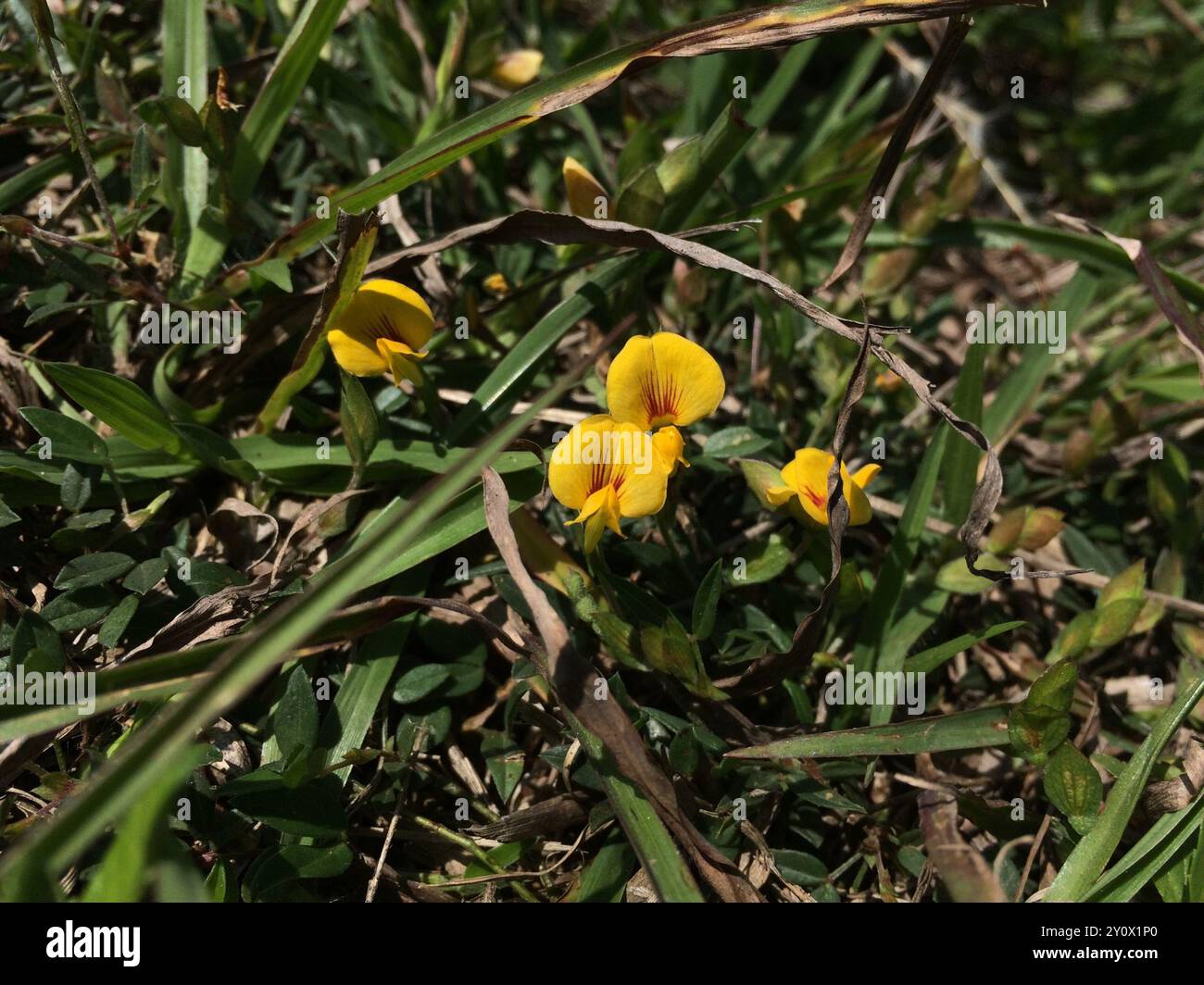 Caterpillar Beans (Zornia) Plantae Stock Photo - Alamy