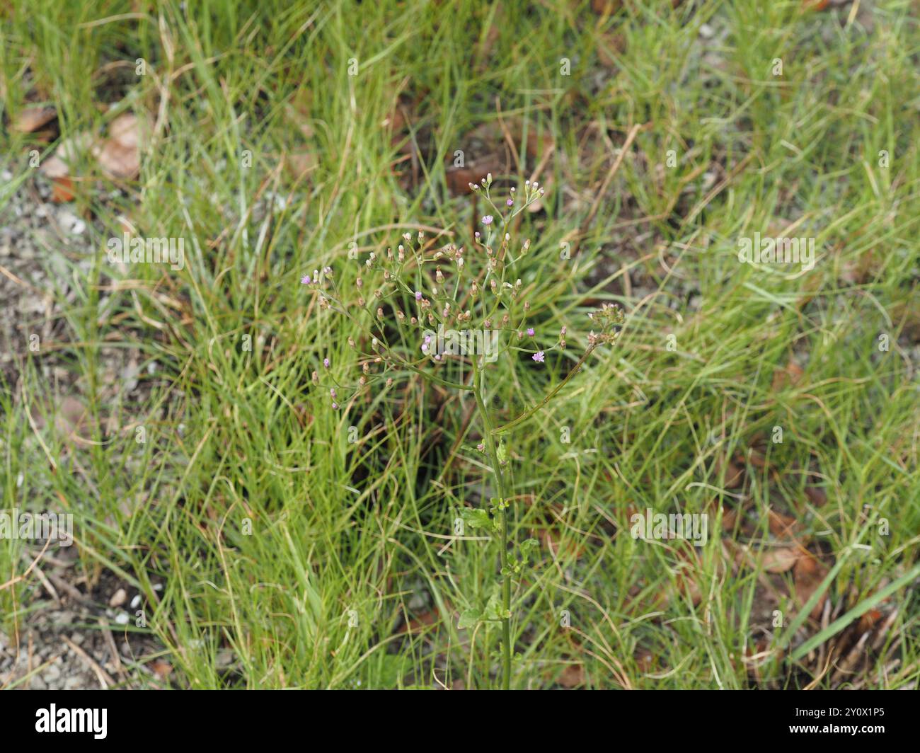 little ironweed (Cyanthillium cinereum) Plantae Stock Photo - Alamy