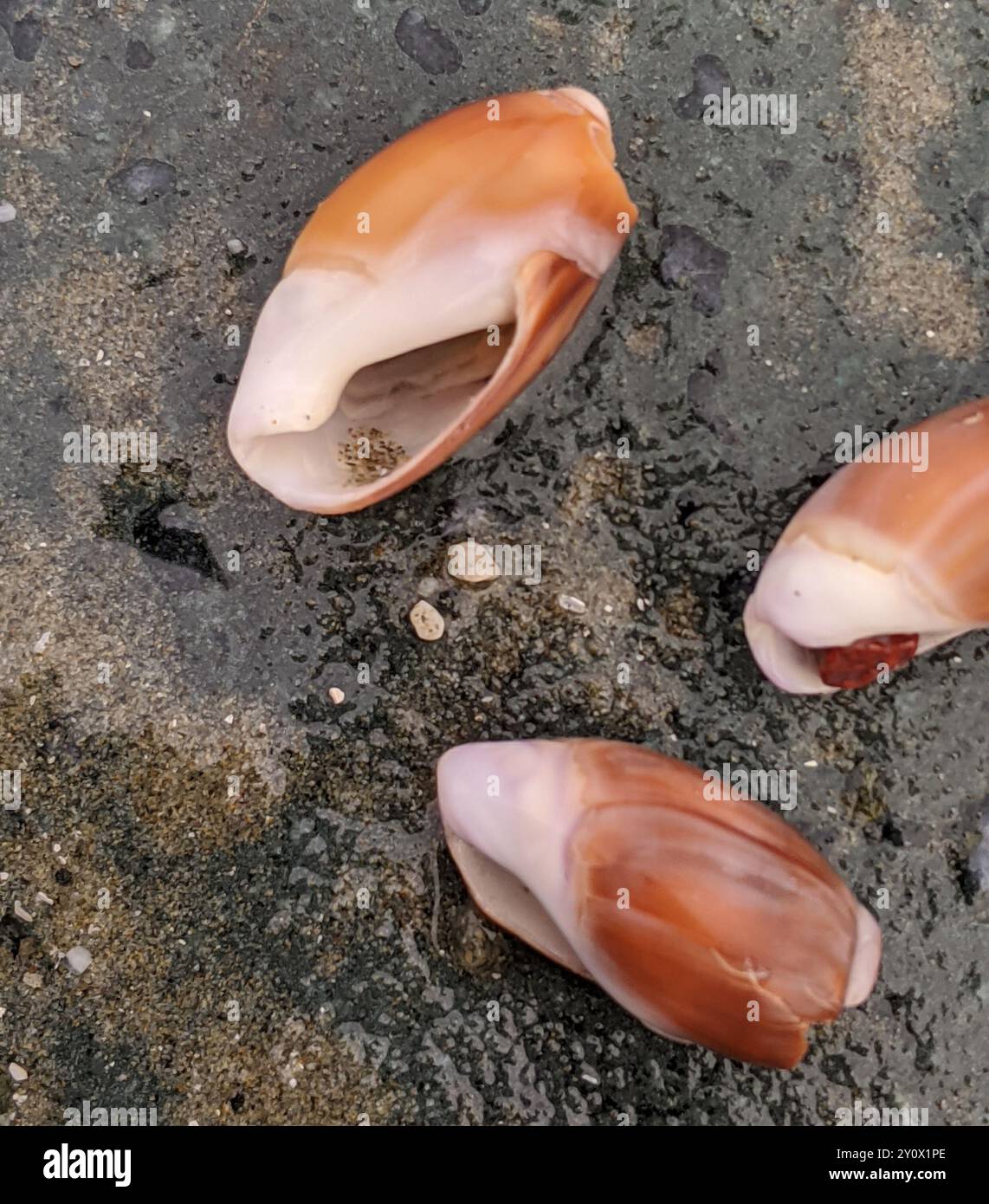 Purple Olive Snail (Callianax biplicata) Mollusca Stock Photo - Alamy